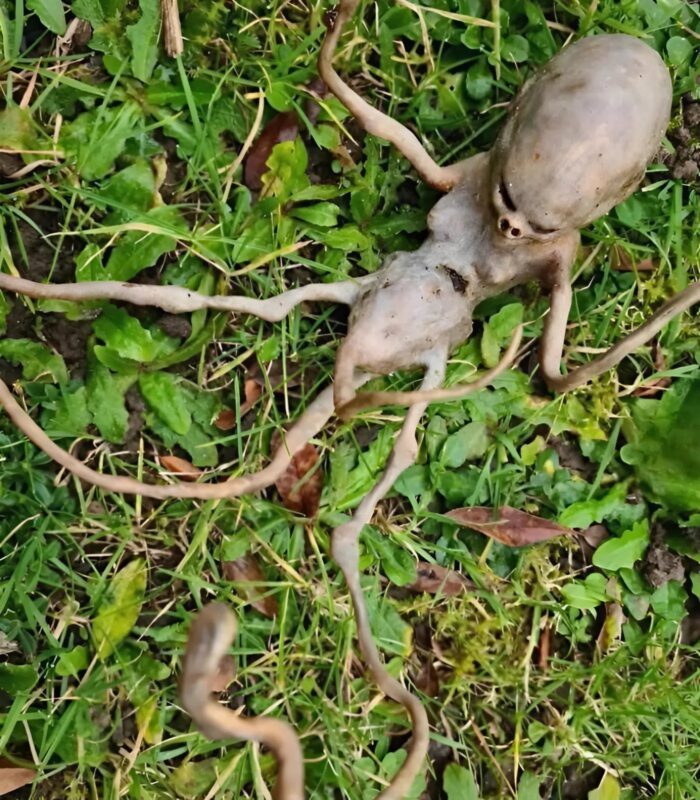 Savo kieme radau keistą daiktą ir maniau, kad tai ateivis, kol ...
